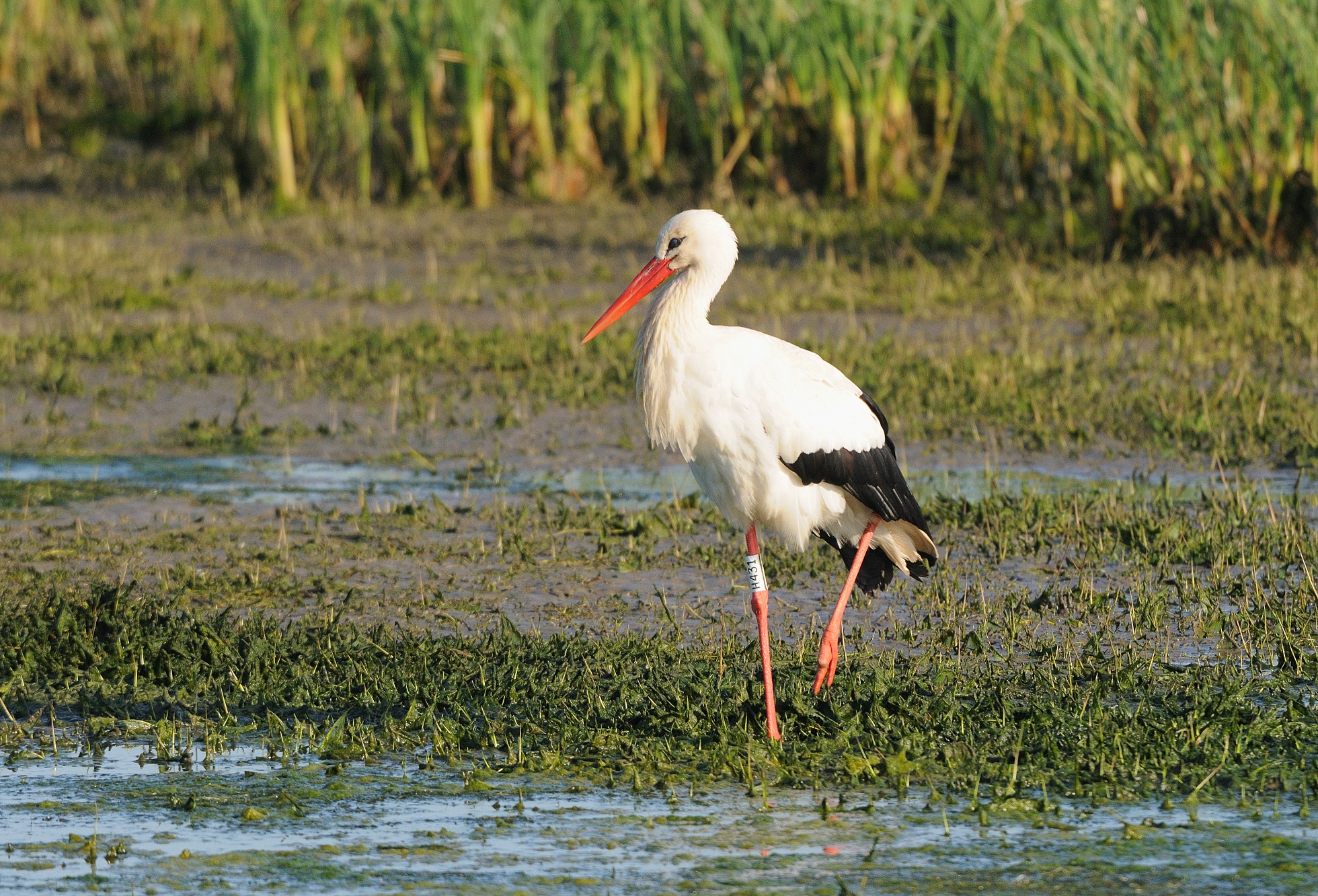 El programa Migra de SEO/BirdLife desvela los cambios en la migración ...
